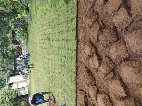 Natural Mexican Korean G2 Grass For Garden Unit Size 1square Feet