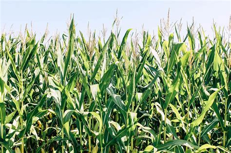 What Is The Difference Between Easement And Right Of Way Artofit