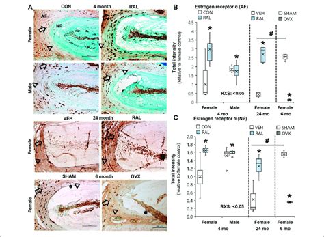 Raloxifene Increased Er α Protein Expression In Young And Old Ivds