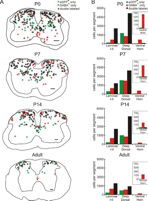 Figure 1 From Phenotypic Diversity And Expression Of Gabaergic