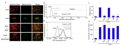 Cells Free Full Text Mitochondrial Lipid Peroxidation Is