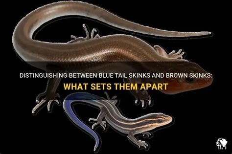 Distinguishing Between Blue Tail Skinks And Brown Skinks What Sets