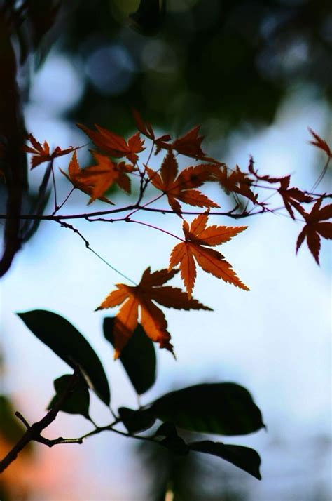 晩秋IMG 7839 jpeg GANREF
