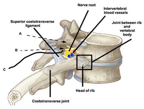 Intervertebral Foramen Contents Intervertebral Foramen Contents