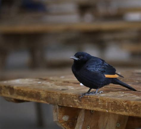 Plain Language Summary Peoples Interactions With Nature How They Vary Between Green Spaces