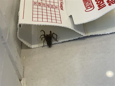 What Kind Of Spider Is This Came Across A Couple Huge Ones In My House Ontario R Pestcontrol