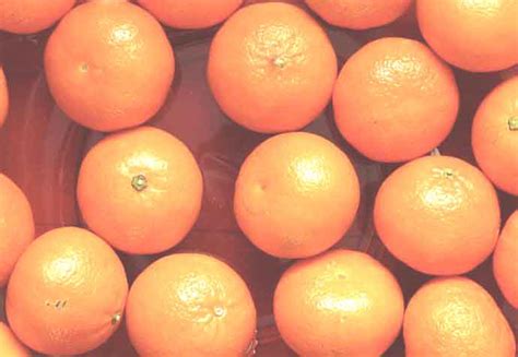 곰팡이 핀 귤 도려내고 먹어도 될까