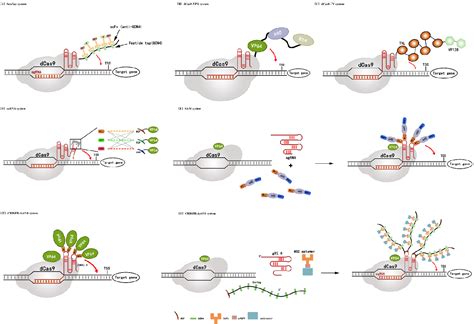 Figure 3 From Recent Progress And Future Prospect Of Crispr Cas Derived Transcription Activation