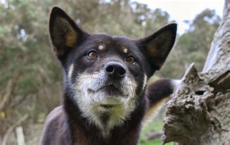 Black Dingo Puppies