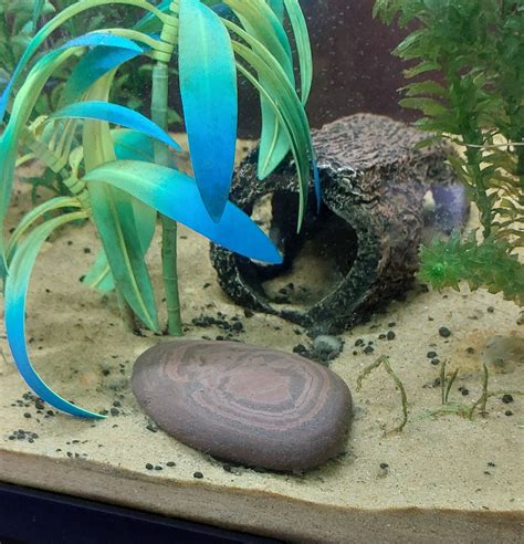 Hollow Log Aquarium Forum