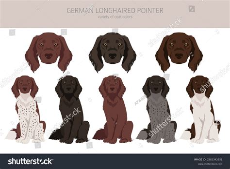 German Longhaired Pointer Clipart Different Poses Stock Vector Royalty