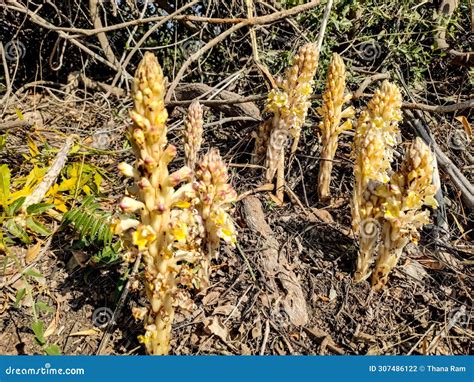 Flowering Cistanche Tubulosa Loki Mula Plant Wild Flowering Fox