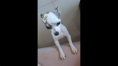 Cachorra Chica desapareceu no bairro Florais do Paraná CGN O maior portal de notícias de