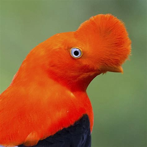Amazon Rainforest Birds Of Prey