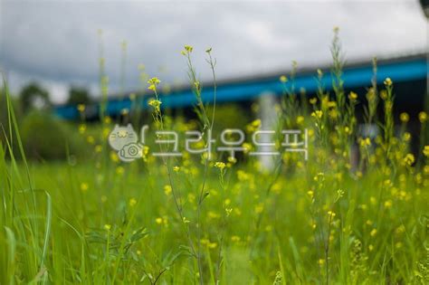 꽃 풀 나무 노란꽃 식물 사진 이미지 일러스트 캘리그라피 로하캘리작가
