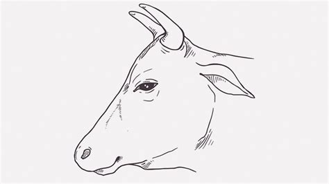 2つの顔がくっついたみたいな牛が撮影される動画 カルマニマカルマニア