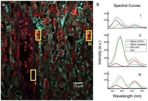 Quantum Dots For Quantitative Imaging From Single Molecules To Tissue Abstract Europe PMC