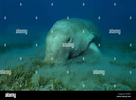 Sea Cow Dugong Dugon Eating Sea Grass Red Sea Hermes Bay Marsa