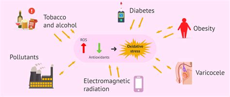 What Is Oxidative Stress And How Does It Affect Male Fertility