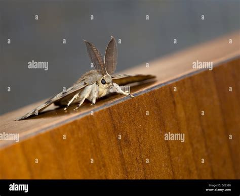 Lymantria Dispar Dispar Aka Gypsy Moth Face Showing Clearly The Large Feathery Antennae Stock