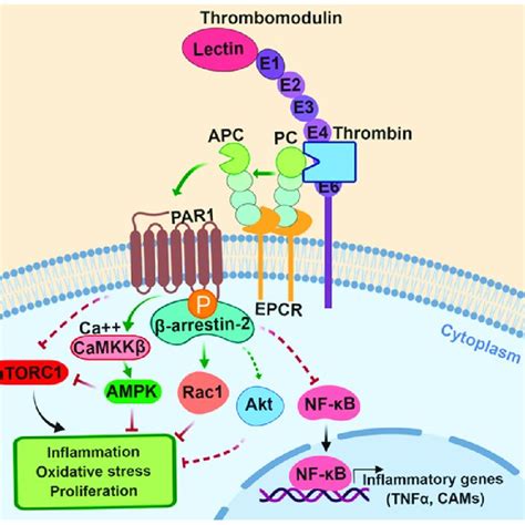 The Protein C Activation By The Thrombin Thrombomodulin Complex And The Download Scientific