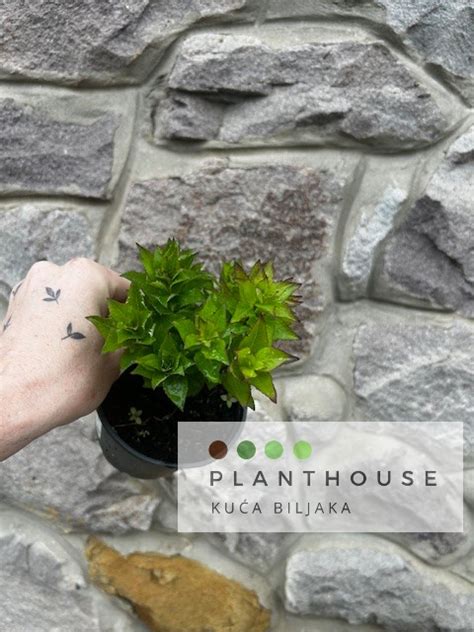 Platycodon Florist White Kuća Biljaka