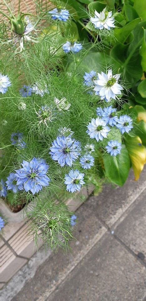 ปักพินโดย Kitsada Thammarom ใน F L O R A