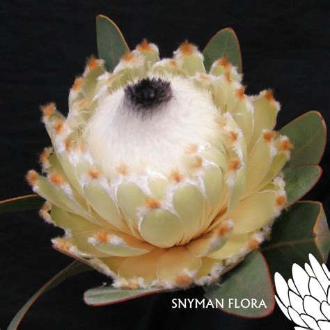 Protea Sharon South African Fresh Flower Exporters