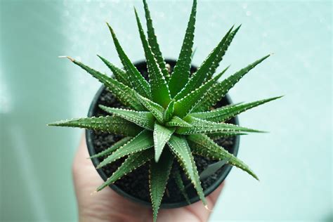 【タイミングを見極めろ！】多肉植物の水やり方法｜50株以上育てている筆者が解説 みどりのグリーン
