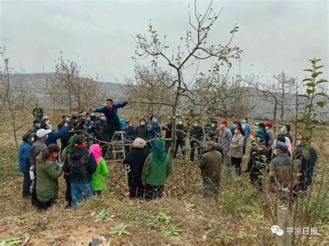 科技强农的平凉实践——平凉红牛静宁苹果创牌记（下）澎湃号·政务澎湃新闻 The Paper