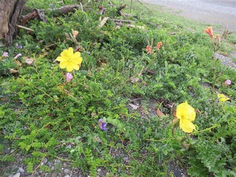 逞しい野生の花と真逆んあのが今の日本の経済、政権の政策1175 片言たじたじ旅2