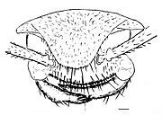 Template Did You Know Nominations Boltonimecia Wikipedia