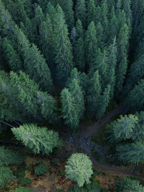 Evergreen Forest 2 Stock Image Image Of River Woodland 248341245
