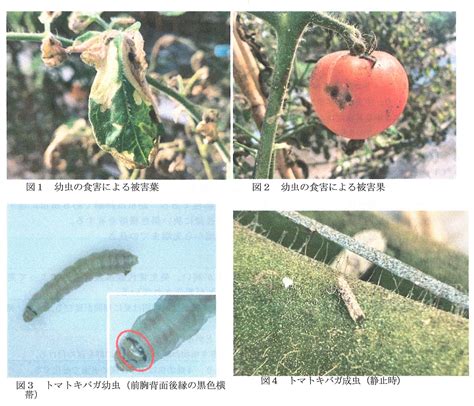 宮崎県内においてトマトキバガの発生が確認されました高鍋町