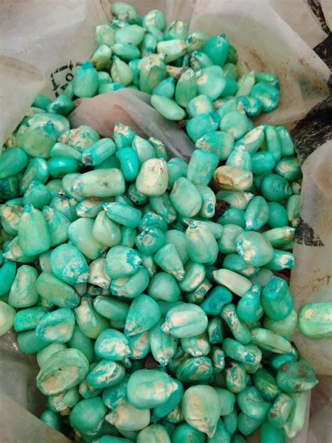 My Cassava Farming Dairy As A Total Beginner Agriculture 4 Nigeria