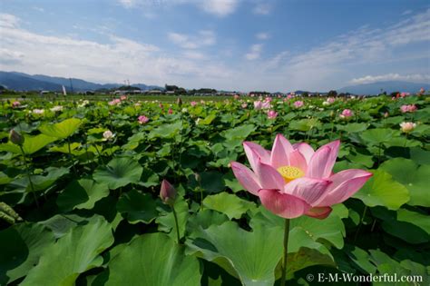 初心者でも簡単、デジイチで蓮（ハス）を綺麗に撮る方法 E M Wonderful