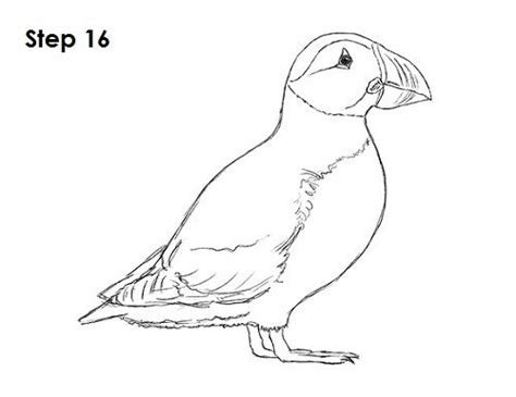 How To Draw A Puffin Step By Step