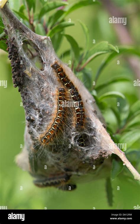 Small Eggar Moth Caterpillars Eriogaster Lanestris On Their Tent In A
