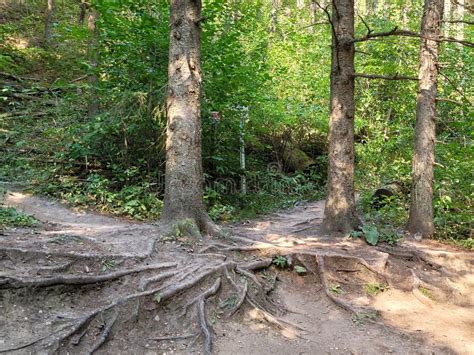 Intricate Root System Stock Image Image Of Summertime 310456429