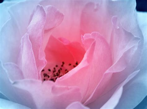 Allelujah Photograph By The Art Of Marilyn Ridoutt Greene Fine Art