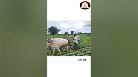 Sheti Youtube