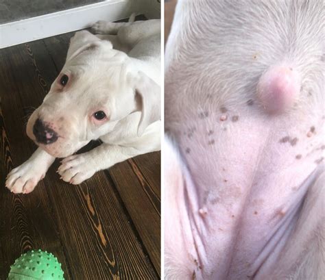 Dog Belly Button Hernia