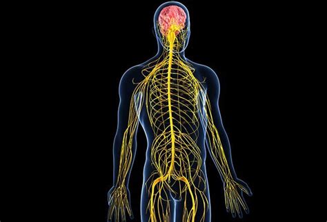 Peripheral Nerve Decompression Longhorn Brain And Spine