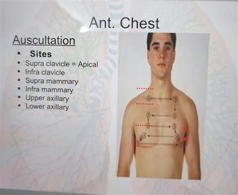 Lifeform® Anterior Auscultation Practice Board With Case 48 Off