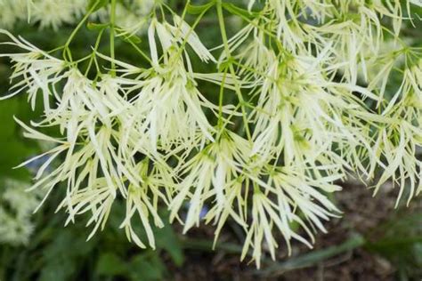 Fringe Tree Msd