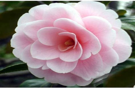 Roselove