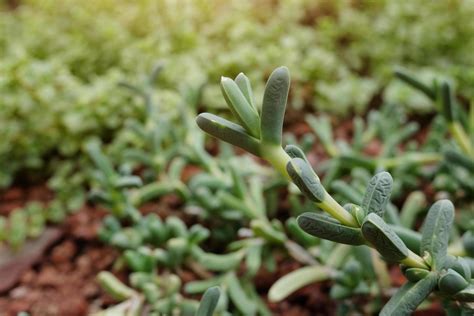 épanouissement succulent les plantes et vert feuilles sol couverture