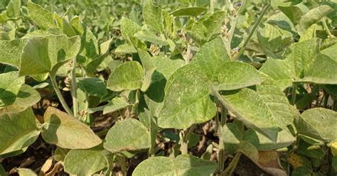 Galenika Fitofarmacija Crop Farming Single