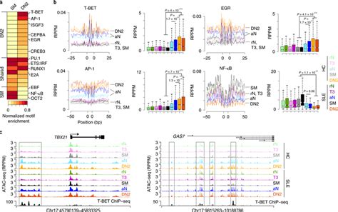 Chromation Accessibility In Dn2 B Cells Is Driven By T Bet Ap 1 And Download Scientific
