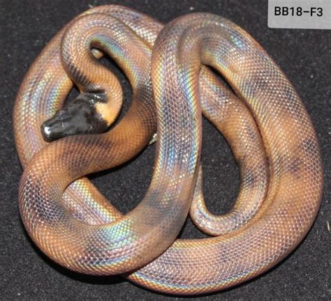 Bismarck Ringed Python More Python By Cannon Fire Reptiles Reptiles